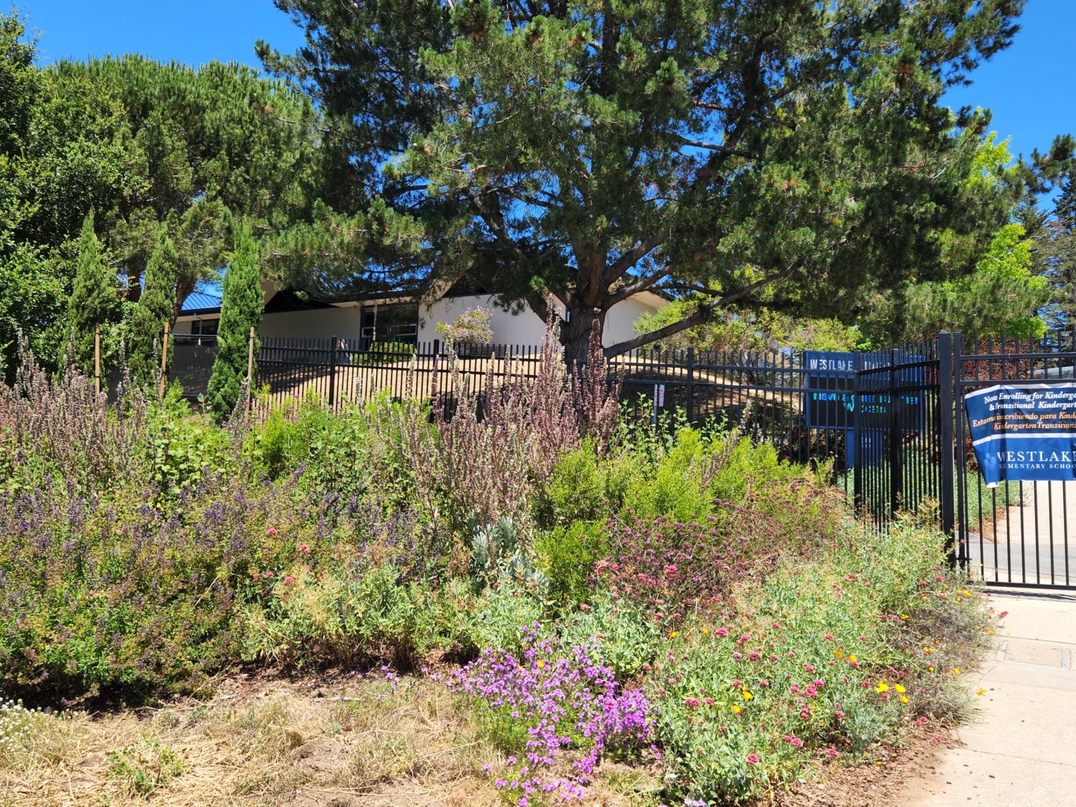 Front Landscaping – Santa Cruz City Schools